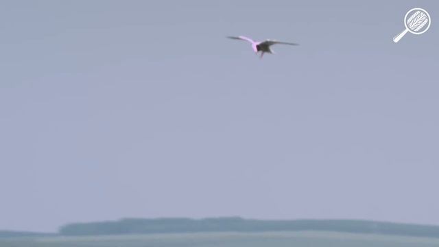 Памяти Арзу Наджафова