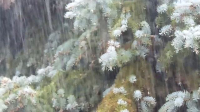 'Древлегорск' 'Оять' 'Радость' 'Дождь (переход к)'