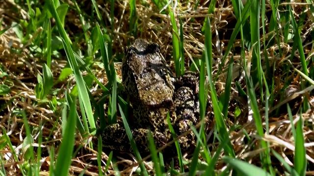 Река Волма Весна 2023 года