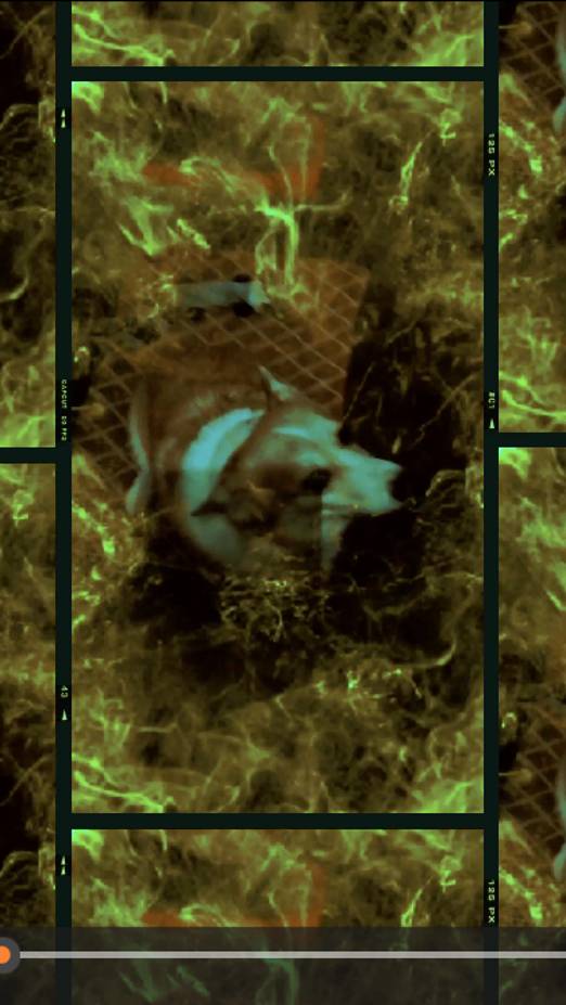 Просто эйдит с кисой