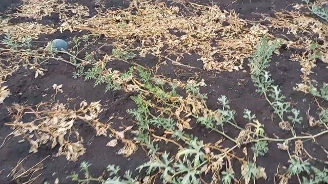 Обзор моего огорода  2021год