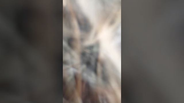 ИКБС Армата Пелагея по перепела. Август 2023