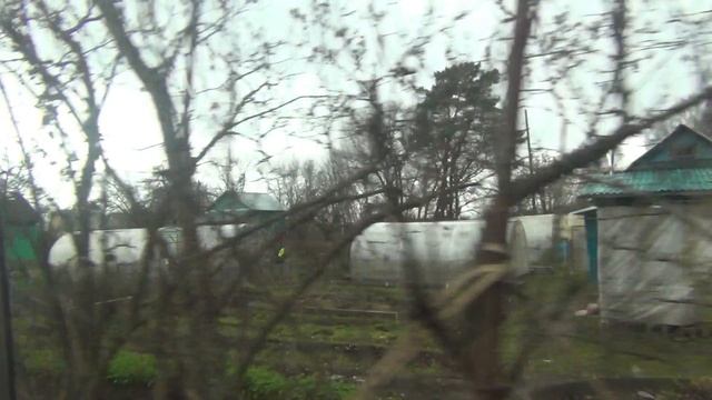 КАЛИНА КРАСНАЯ