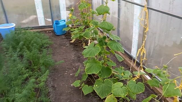 Огурцы в теплице, в середине ноября.