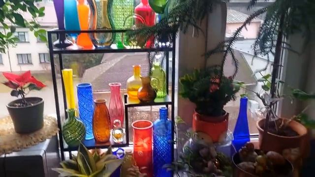 комнатные растения зимой. Рената Смирнова. Рига