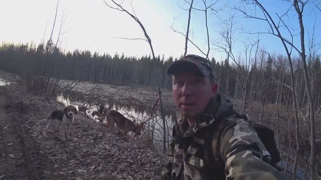 С ГОНЧИМИ ИСКАЛИ ЗАЙЦА,А НАШЛИ ЛОСЯ!НО ПОД КОНЕЦ ВСЕ ЖЕ...