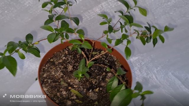 Зеленый крупнолист. 15