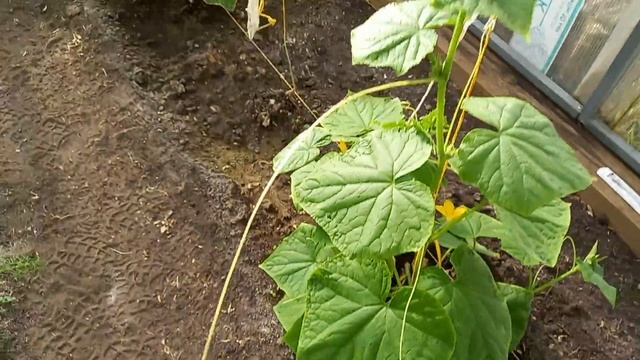 Посадка клубники на обработанной земле, обзор теплицы ,пахота участка  мотоблоком