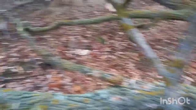 Бобры вернулись,валят деревья.