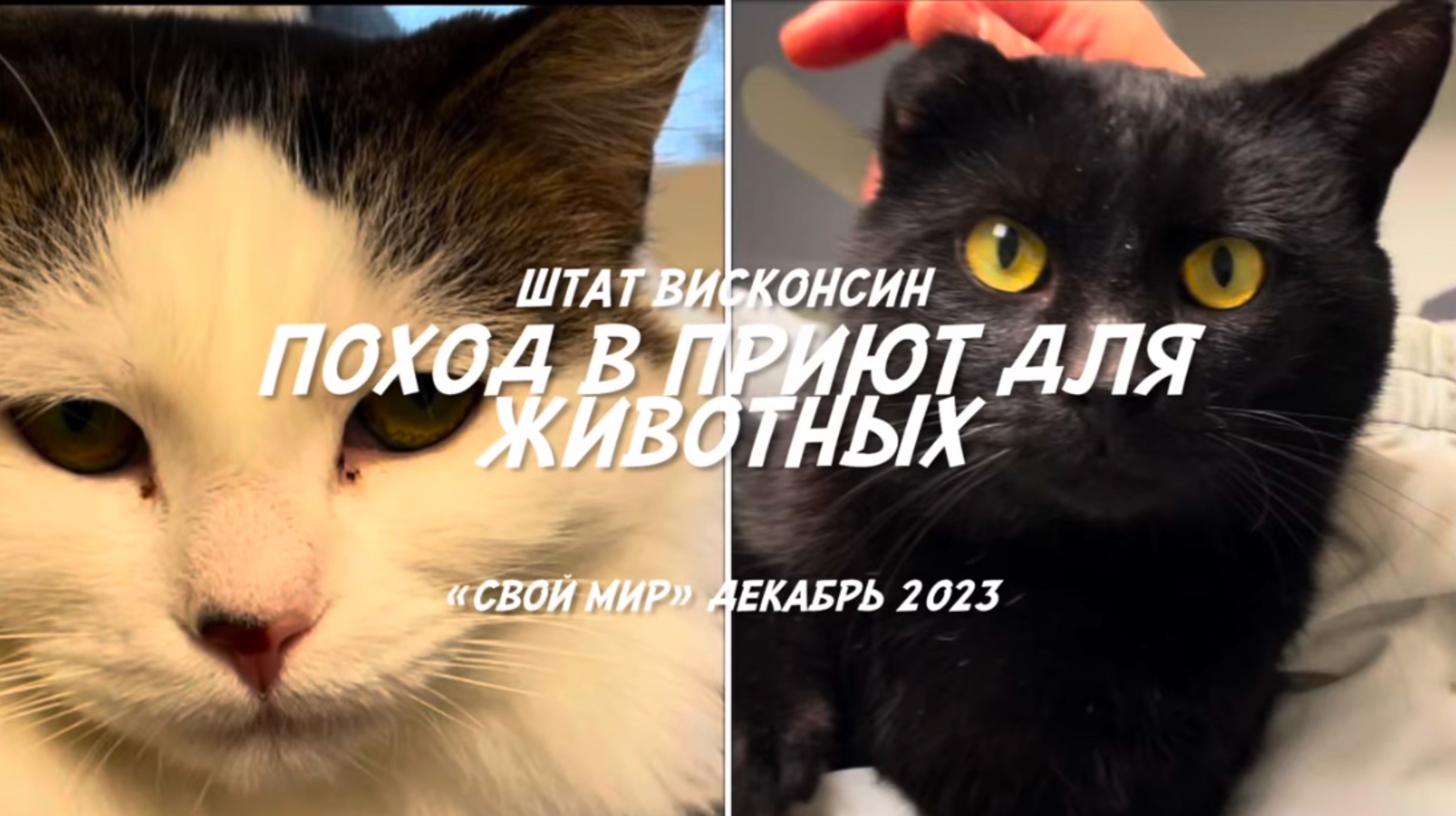 Посещение приюта животных