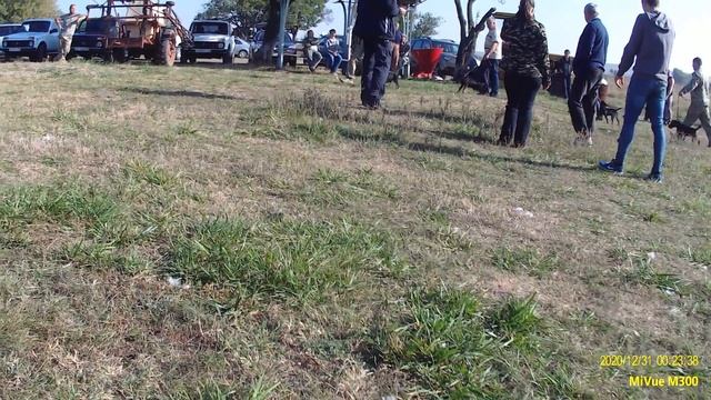 Ягдтерьеры #2