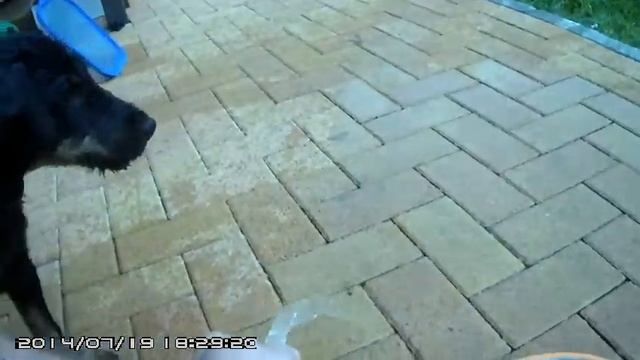 Спарки играется с водой.