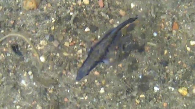 Травяная лягушка 6 Конкуренты и соседи