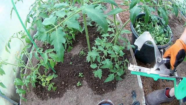 Работа подвязчика растений