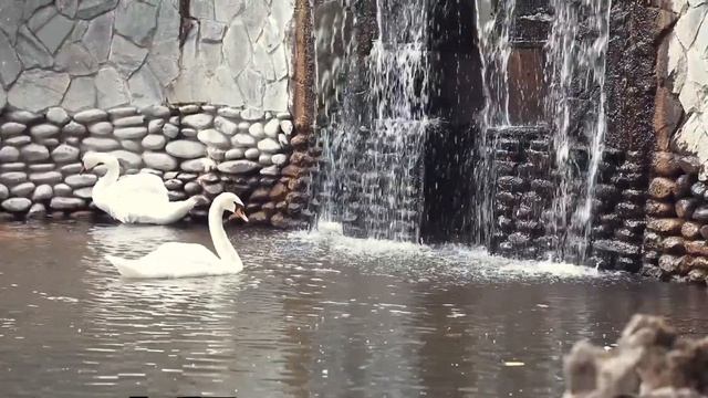 Езидская свадьба  Dawata Ezdia   Давид и Марина  первый день 1 часть