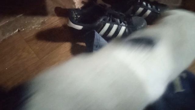 Котык Карасик. Декабрь 2024