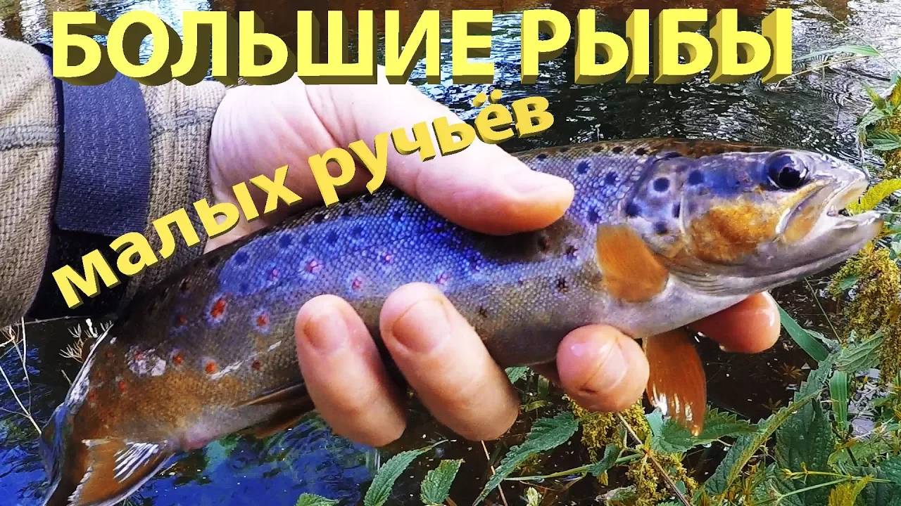 Большие рыбы малых ручьев и волшебство нетронутых мест./ dry fly fishing for trout