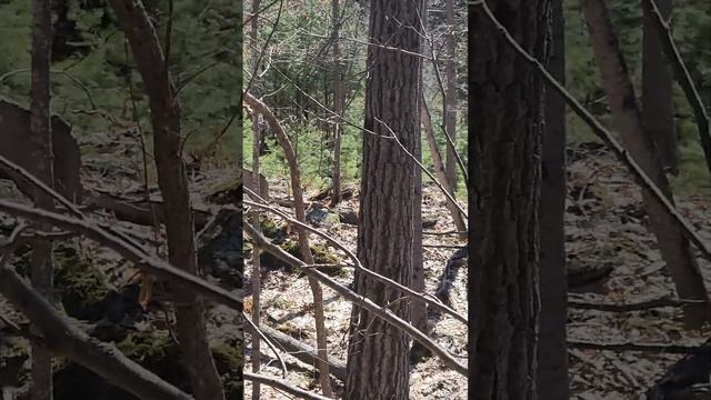 Неожиданно....... (Sometimes ……. come unnoticed……, province of Quebec, 03.24)