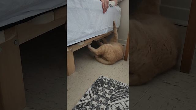 Симба )))) (The cat can crawl on his back!))))