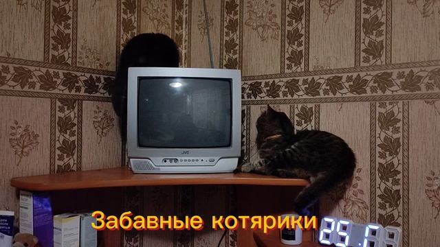 Забавные котярики!