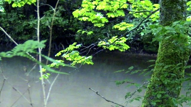 Река Ислочь июль 2008