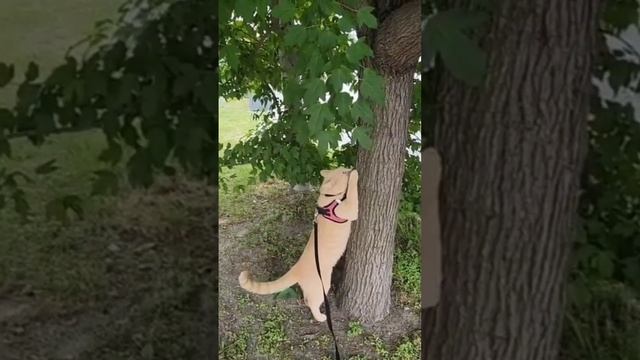 Remember about summer))) Simbatime)))) #cat #catlover #simba #summer