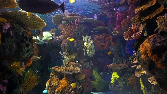 Лучший 4K-аквариум для релаксации.
Музыкальная заставка для медитации.