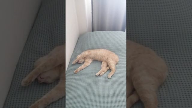 После хорошего обеда ))) (After a good lunch - usually a good sleep)))))) (English subtitles)