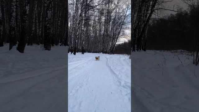 Corgi #коржмарти #корги #коржик #юмор #corgi #dog #funny