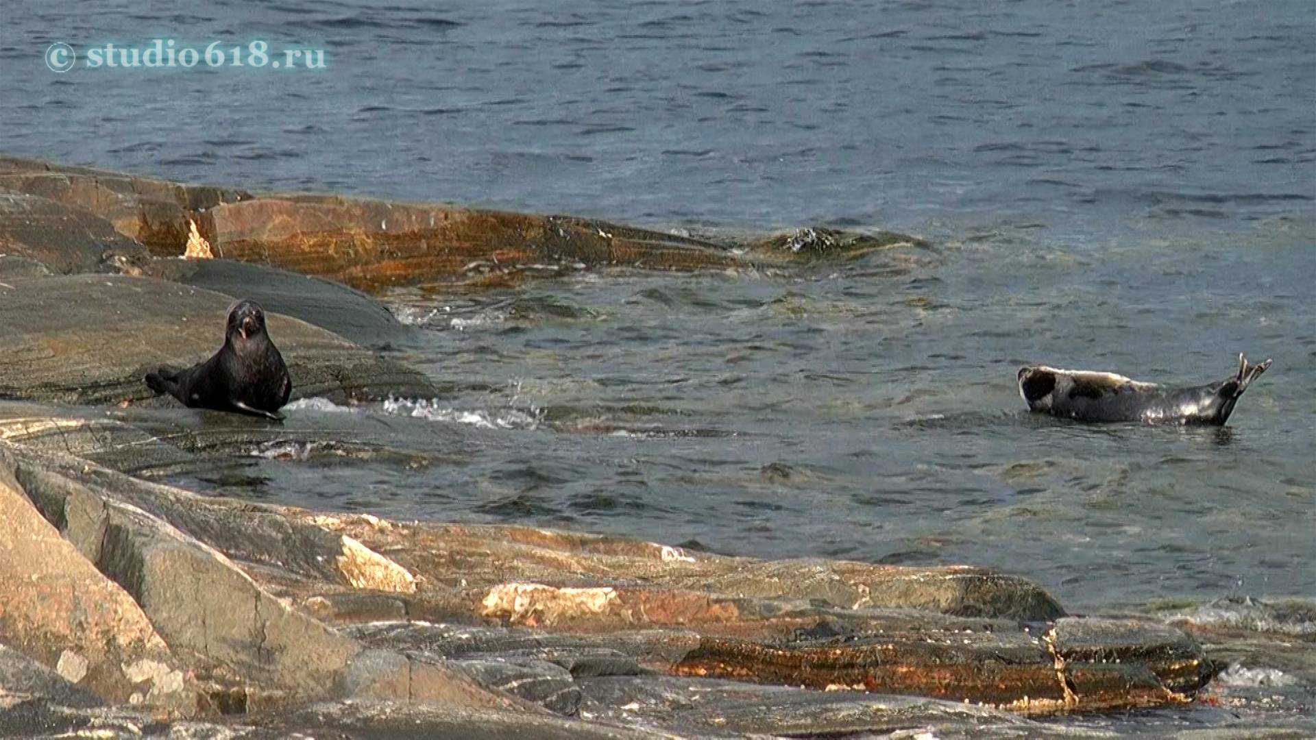 Остров Великий. Великоостровская инспекция Кандалакшского морского природного заповедника.