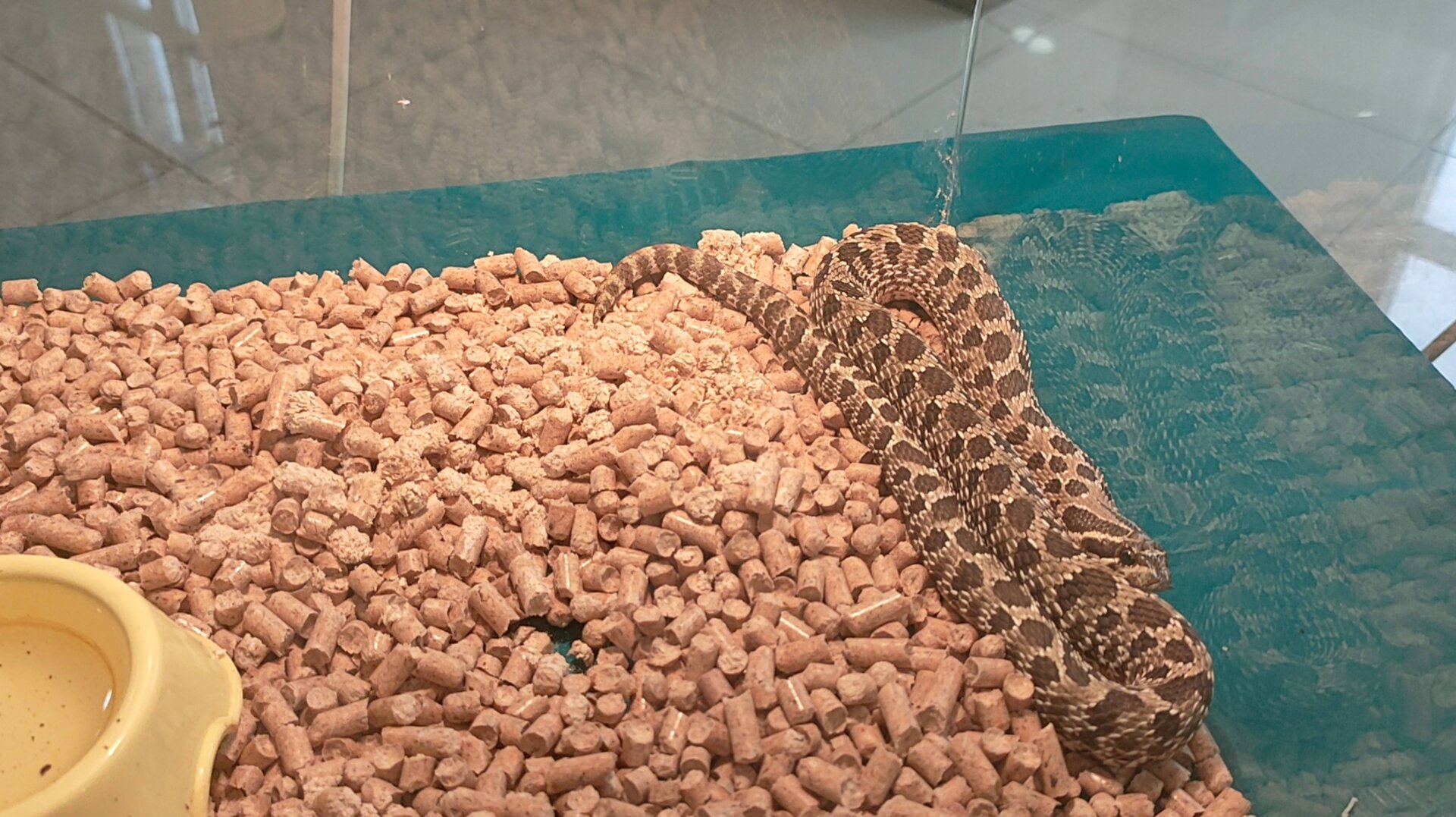 Выставка «Рептилий и пауков»