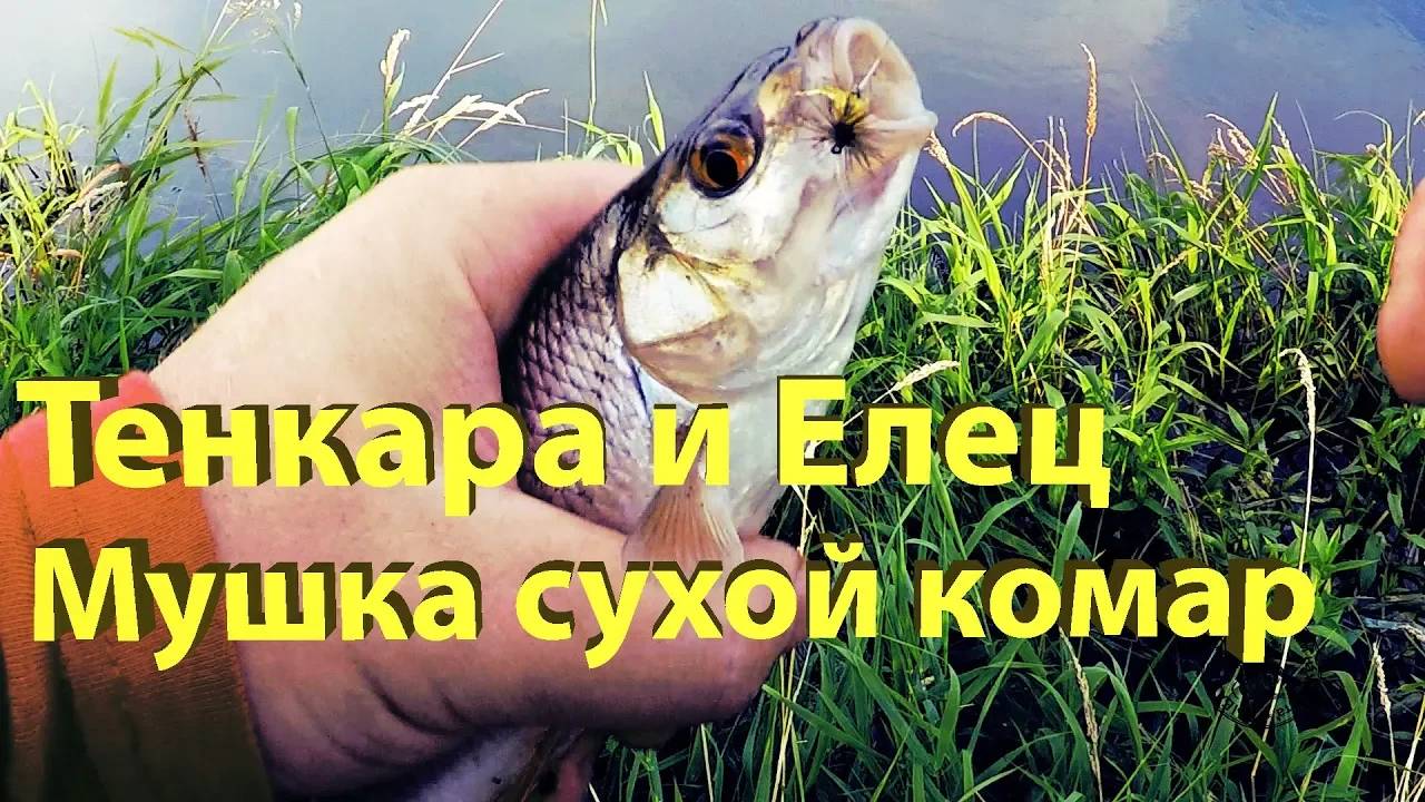 Ловля ельца на tenkara. Мушка сухой комарик. Поиск рыбы и отличные поклевки!