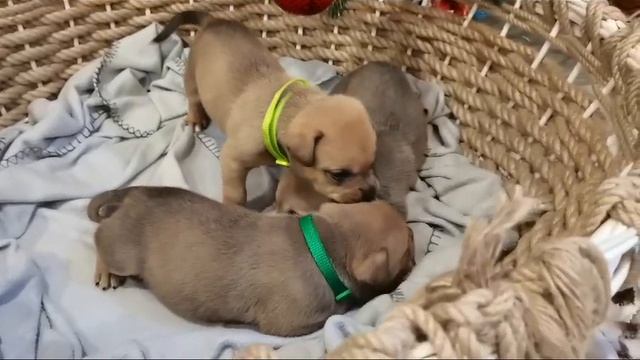 Щенки кадебо мальчики, 29 дней от ДР