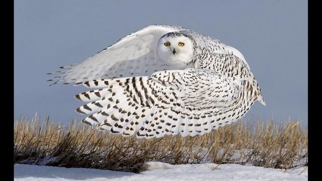 Песенка совы Дуси