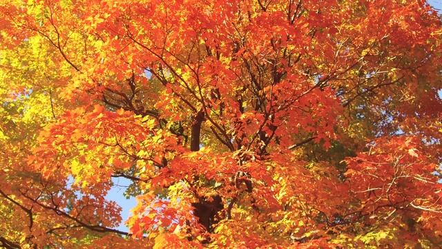 Осенний лес в 4K и расслабляющая фортепианная музыка — красивые цвета осенних листьев