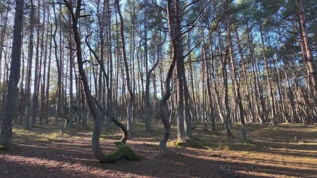 Куршская коса 17 декабря 2024