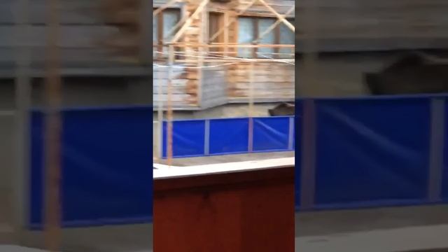 Медведь в гостях