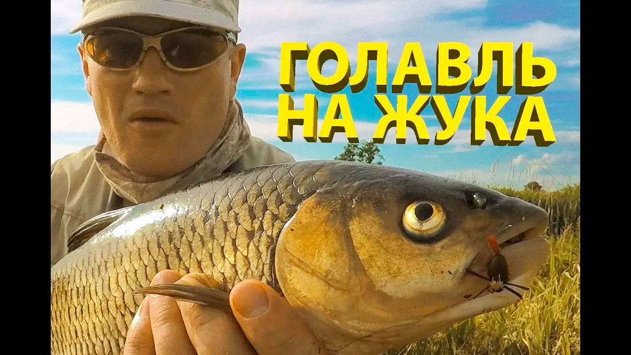 Береговая ловля голавля на жука нахлыстом. Типичные места ловли голавля.
