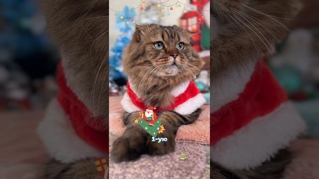 Что принесешь на НГ?🎄😸 #котики #подарок #новыйгод