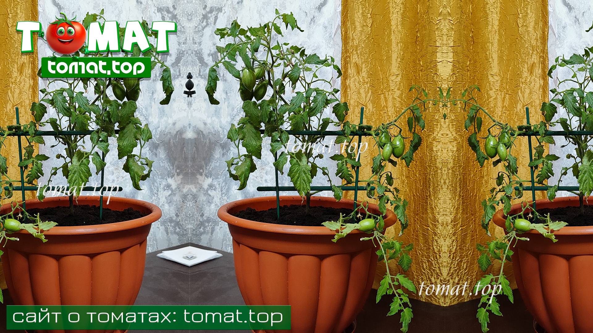 Томат на подоконнике. Не смог хоть что-то не забрать домой из огорода…