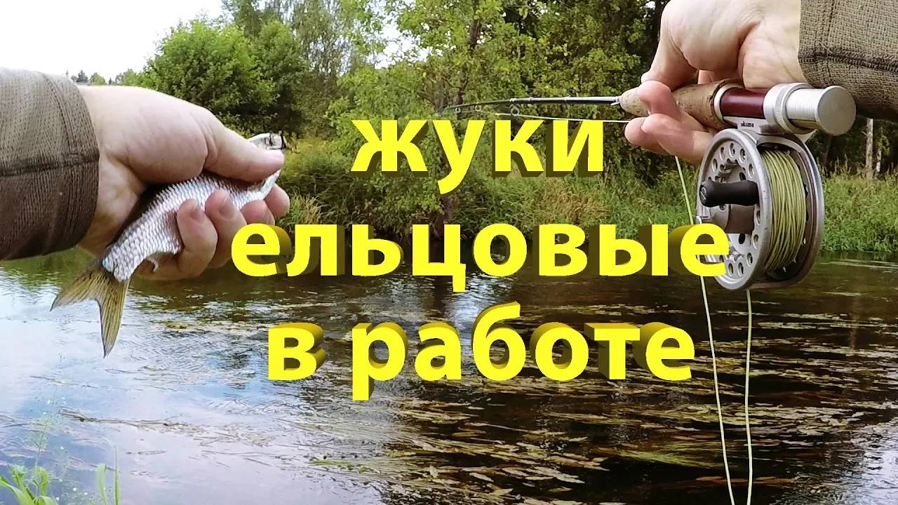 Жуки ельцовые в работе. Ловлю ельца на малой реке сверх уловистой приманкой.