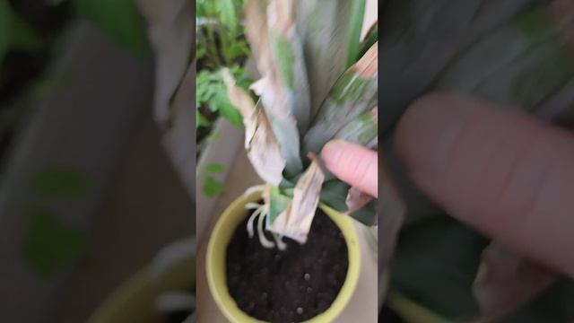 Мой первый опыт выращивания ананаса на подоконнике))). (My first Experience of Growing Pineapple)))