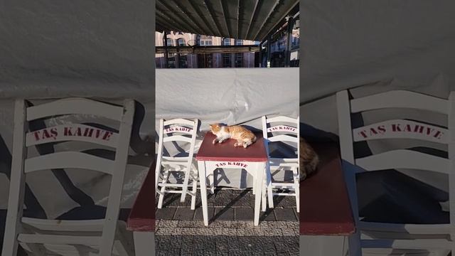 Коты на улицах Турции, Айвалык, ноябрь 23. (Cats on the streets, Türkiye, Ayvalik, November).