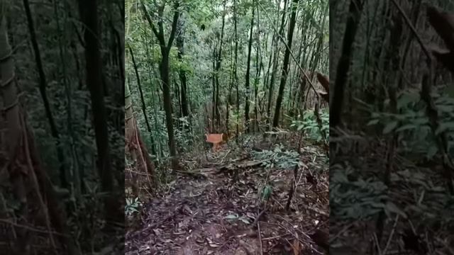 мои летающие белки нуждаются вомне