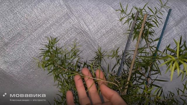 Мелалеука СП 14