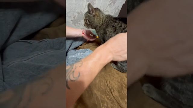 ЛАЙФХАК - Маленькие Котики