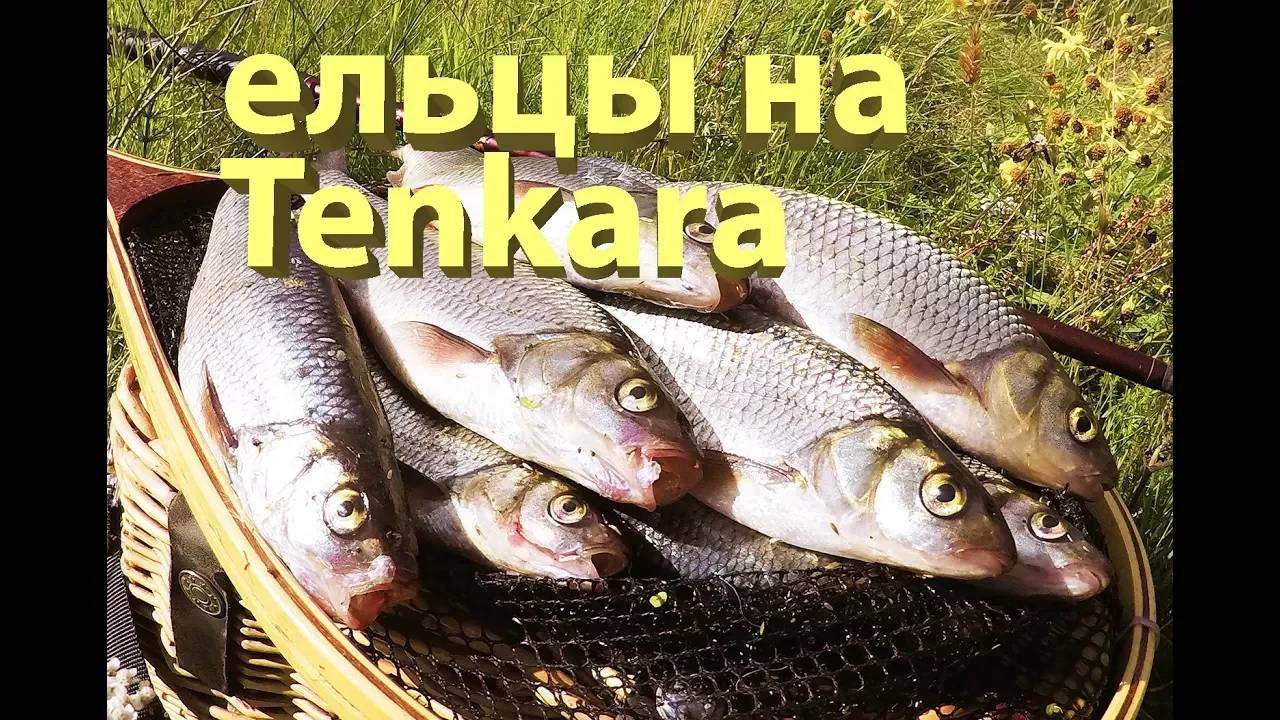 Ловля ельца на сухую мушку удилищем тенкара. /dry fly tenkara/ fly Parachute Adams