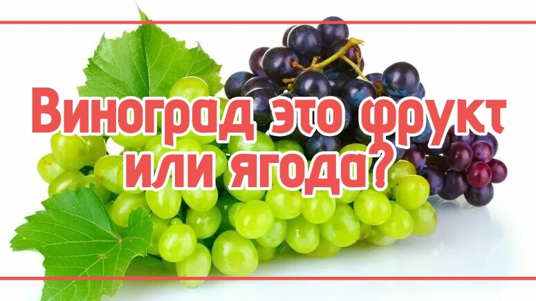 Виноград это фрукт или ягода?