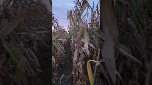 On the path to success... (A. Sitnikov).