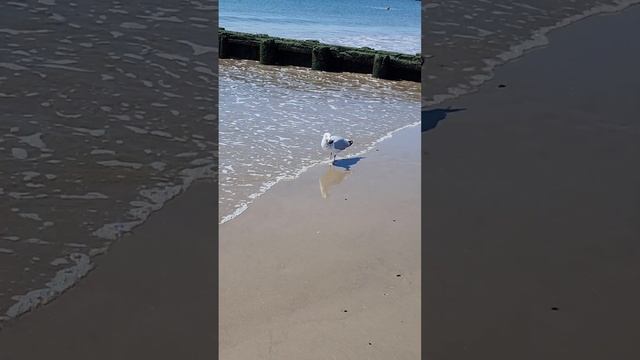 Чайка ест краба. (A seagull cuts a crab, Brighten Beach, New York, USA, September 2024).